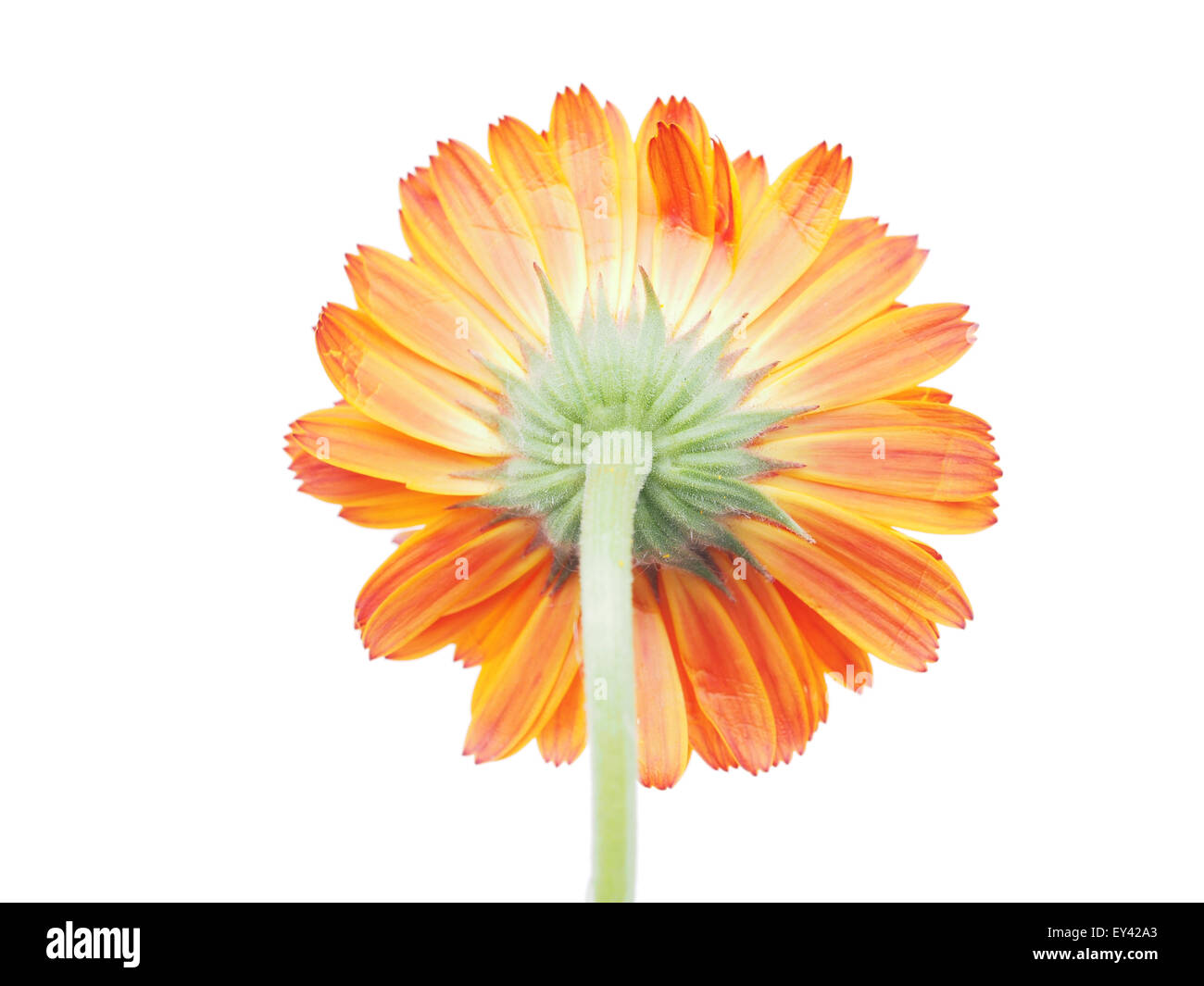 marigold flowers on a white background Stock Photo - Alamy