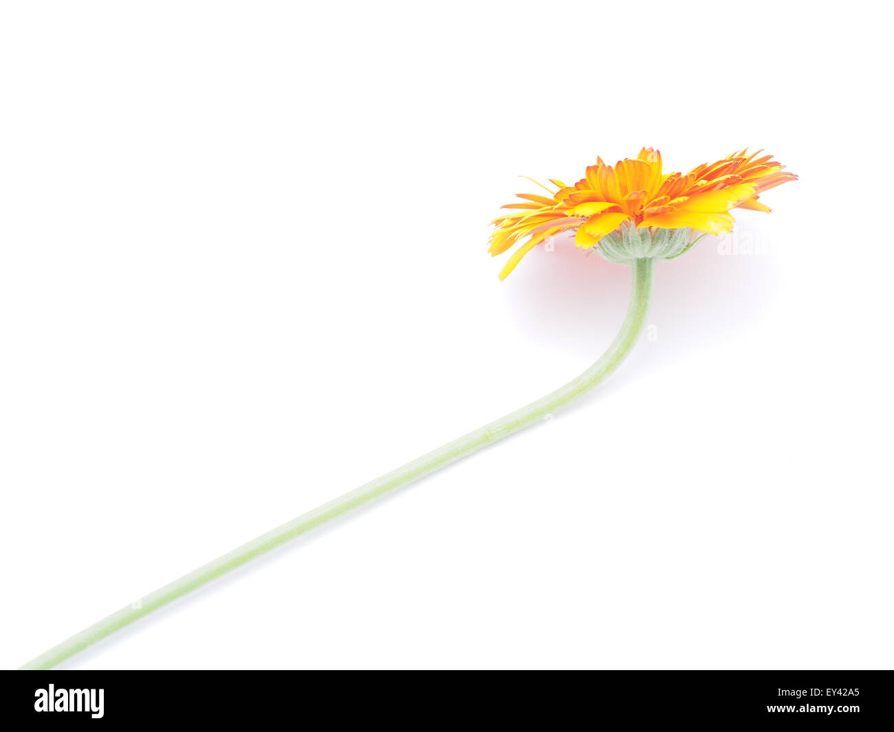 marigold flowers on a white background Stock Photo - Alamy