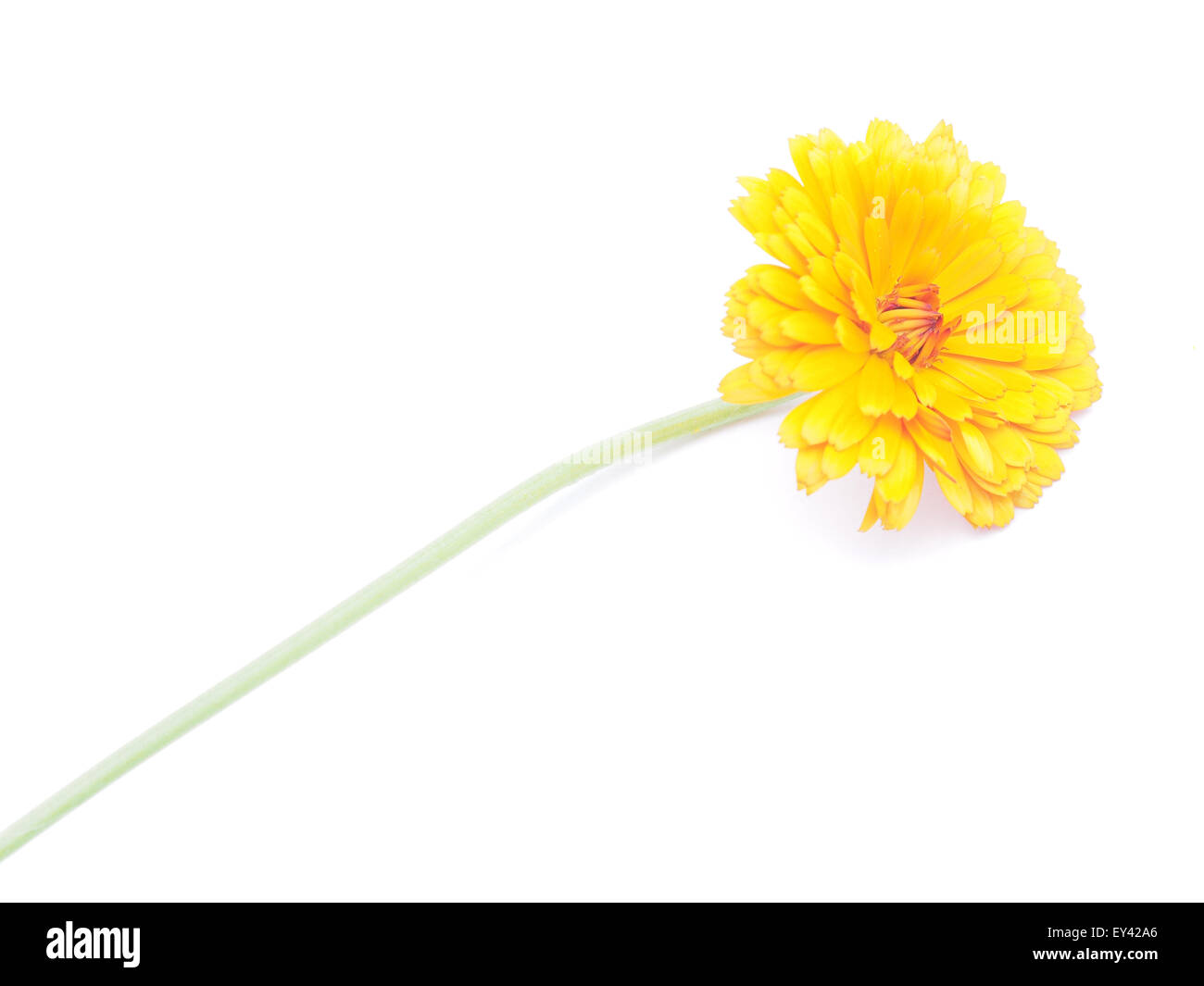 marigold flowers on a white background Stock Photo - Alamy