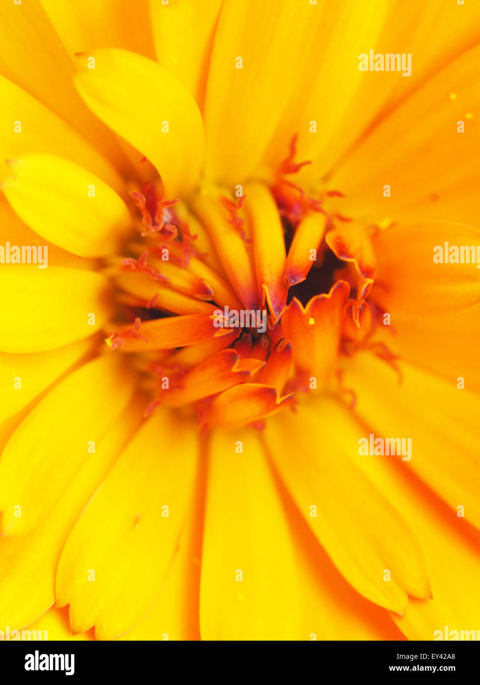Marigold flower close hi-res stock photography and images - Alamy
