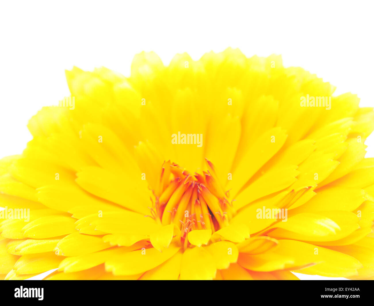 marigold flowers on a white background Stock Photo - Alamy