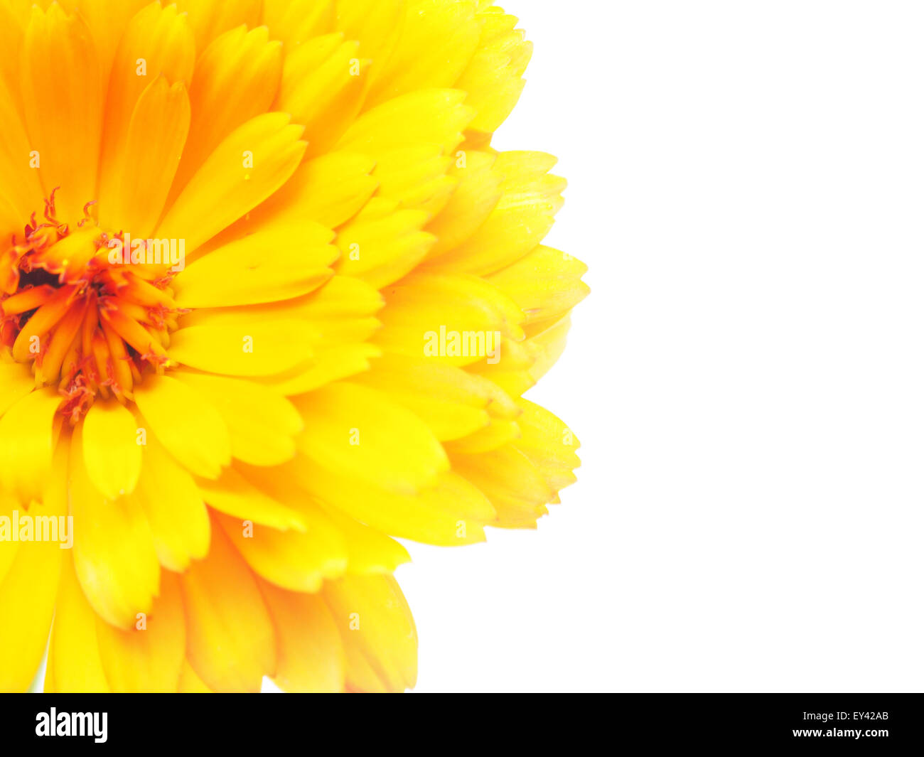 marigold flowers on a white background Stock Photo - Alamy