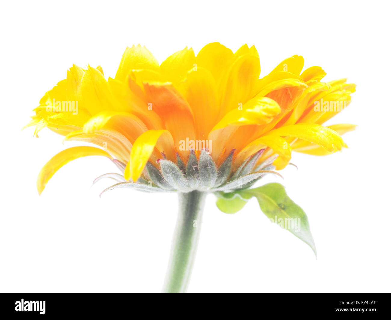 marigold flowers on a white background Stock Photo - Alamy