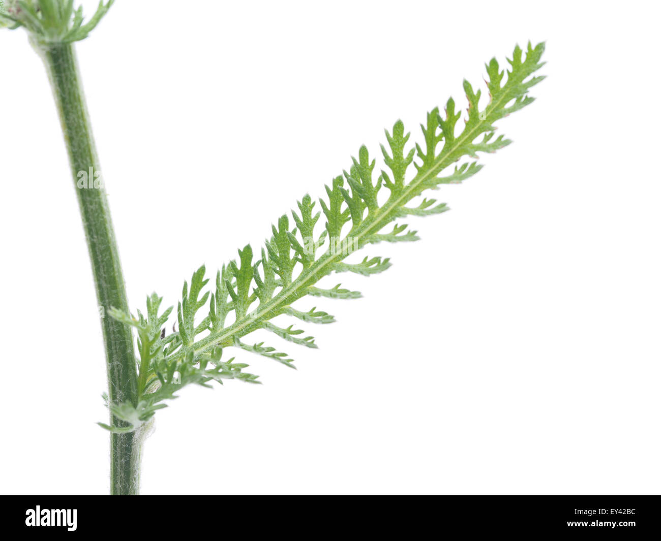 Yarrow Leaf High Resolution Stock Photography and Images - Alamy