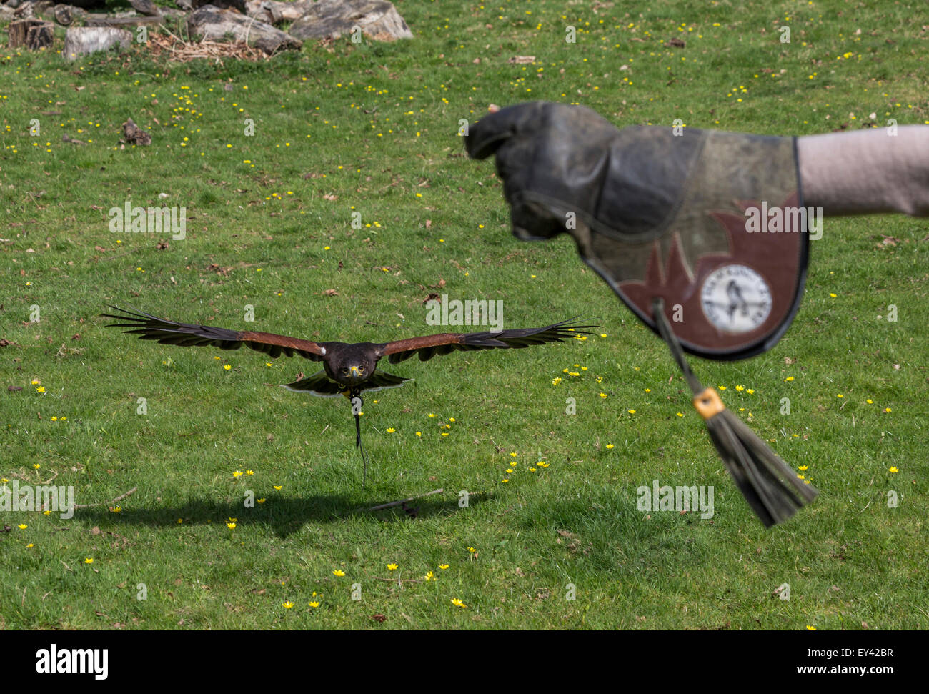Harris hawk uk hi-res stock photography and images - Alamy