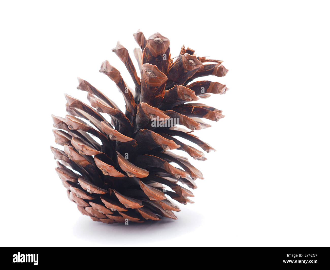 cone on white background Stock Photo - Alamy