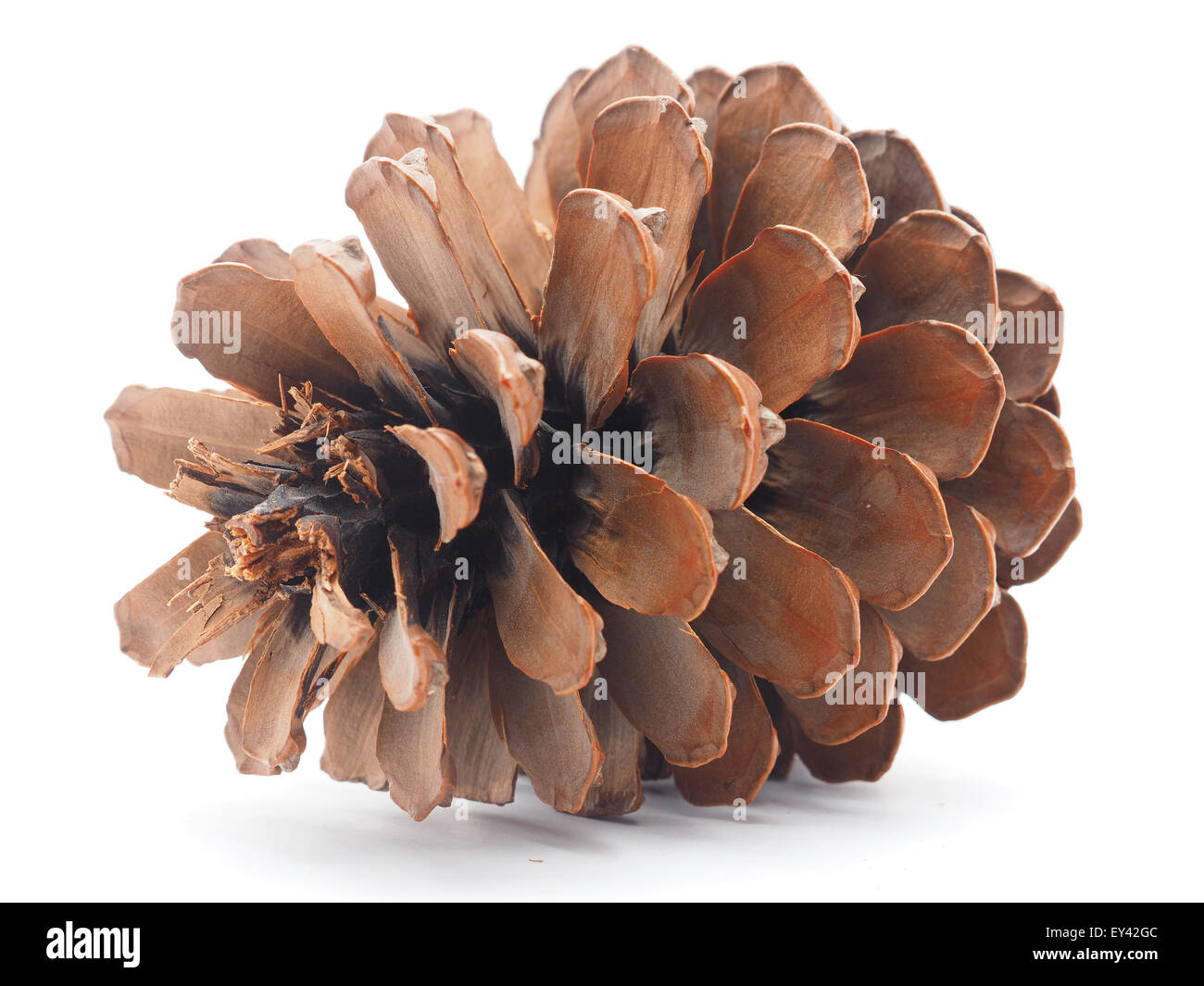cone on white background Stock Photo - Alamy