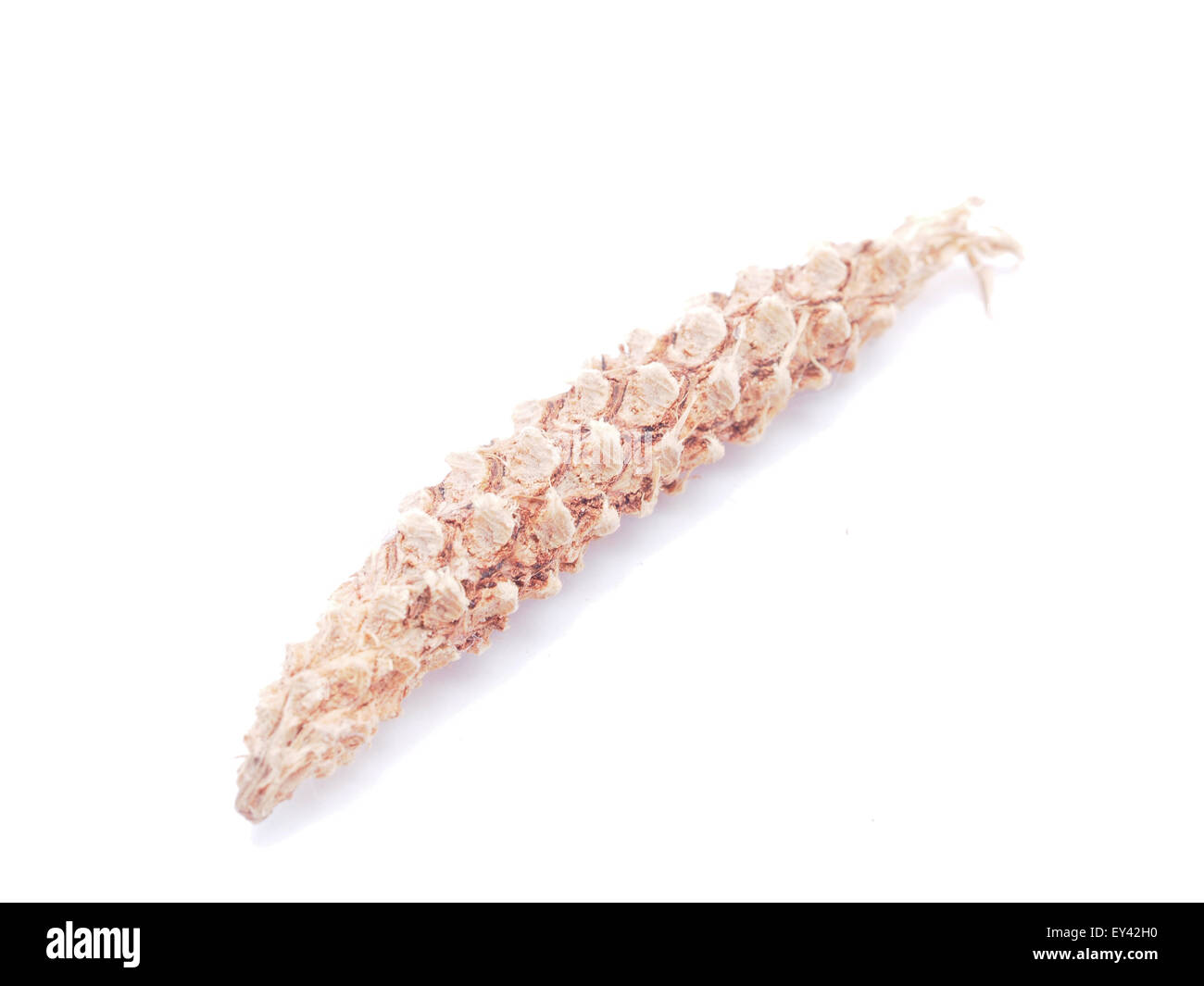 cone on white background Stock Photo - Alamy