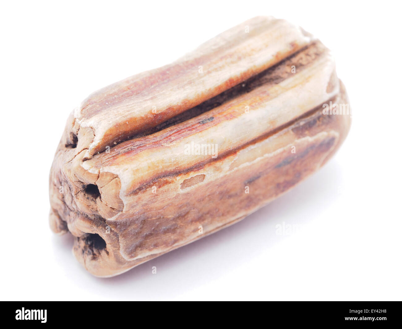 tooth of the cow on white background Stock Photo - Alamy