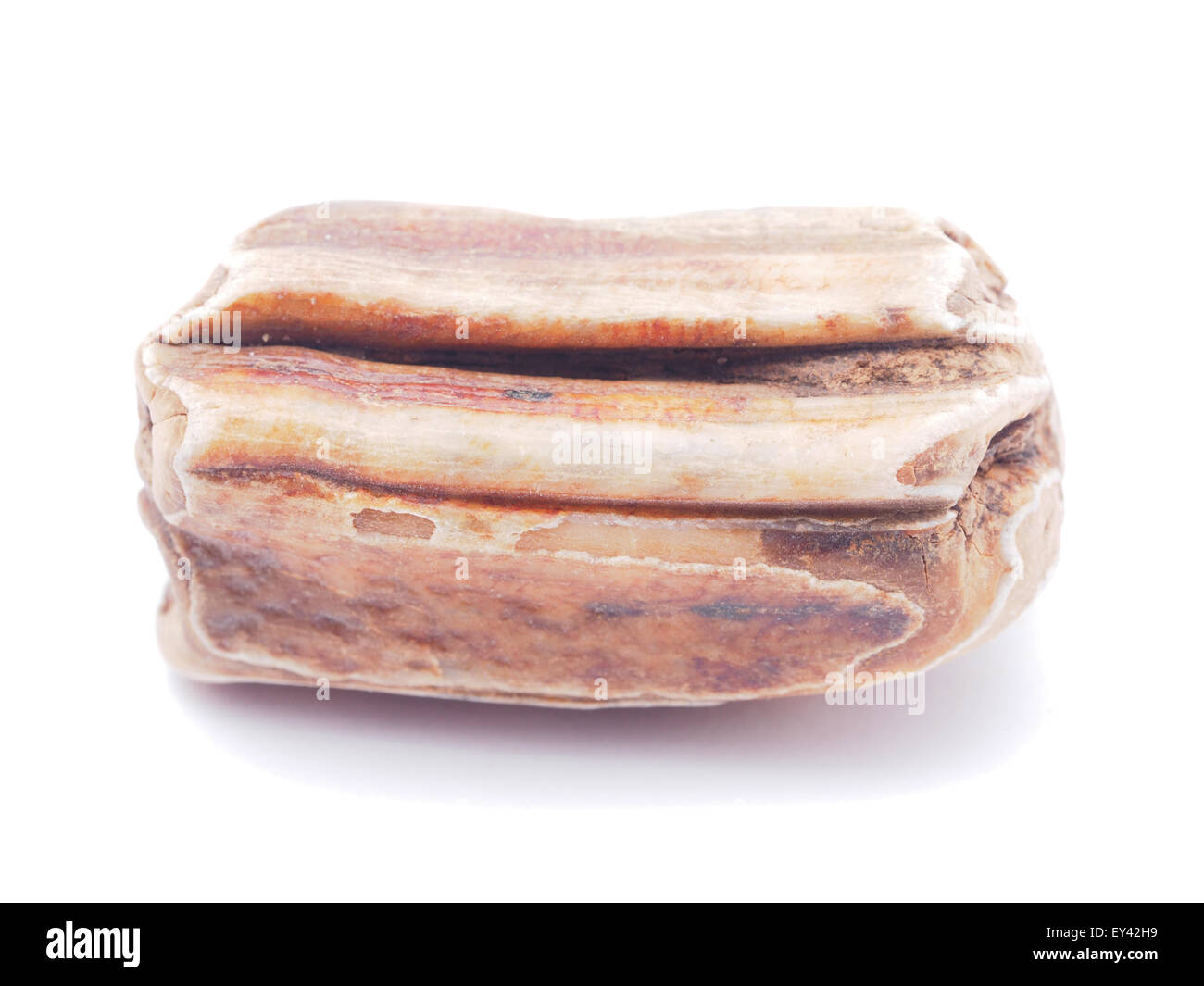 tooth of the cow on white background Stock Photo - Alamy