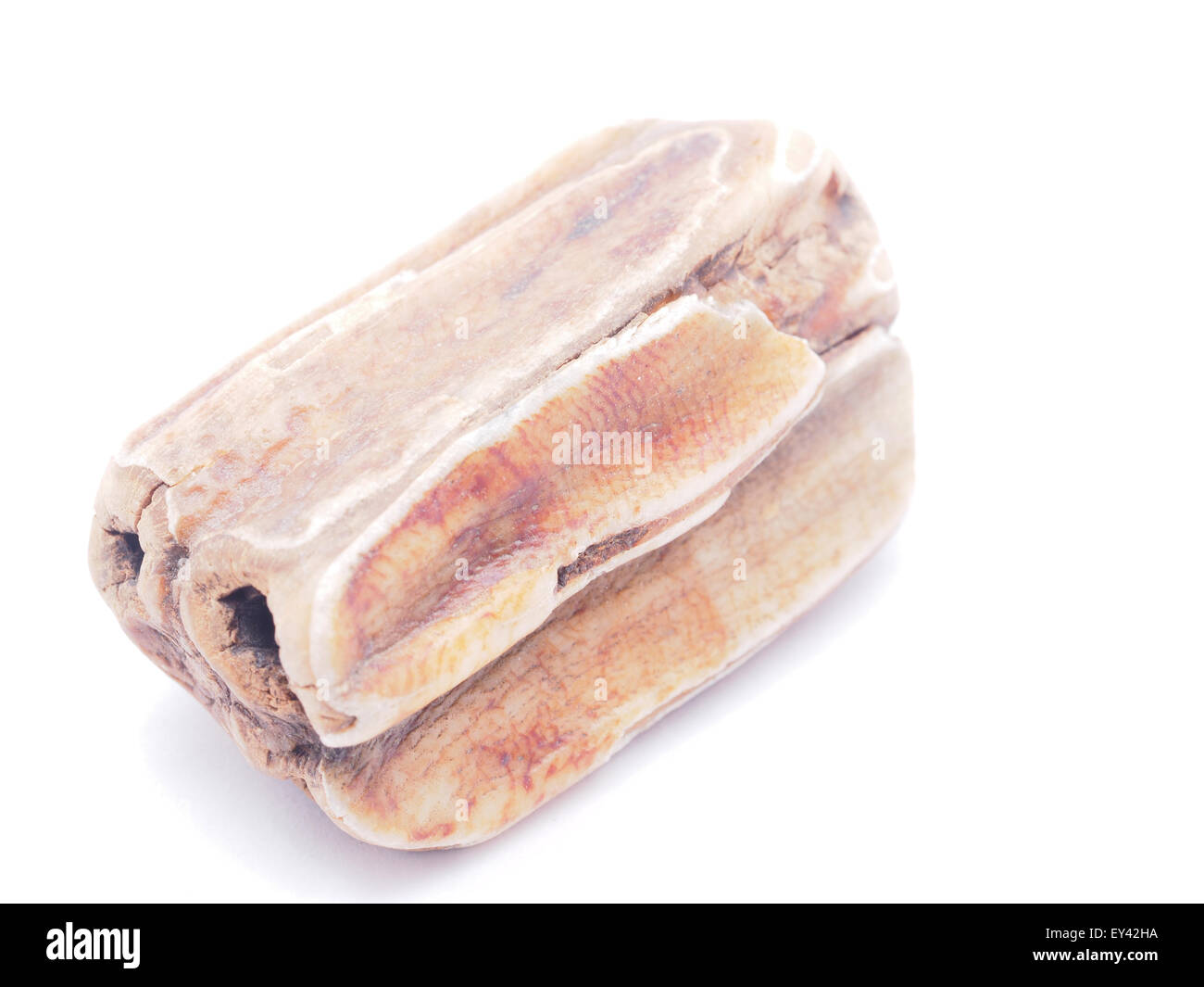 tooth of the cow on white background Stock Photo - Alamy