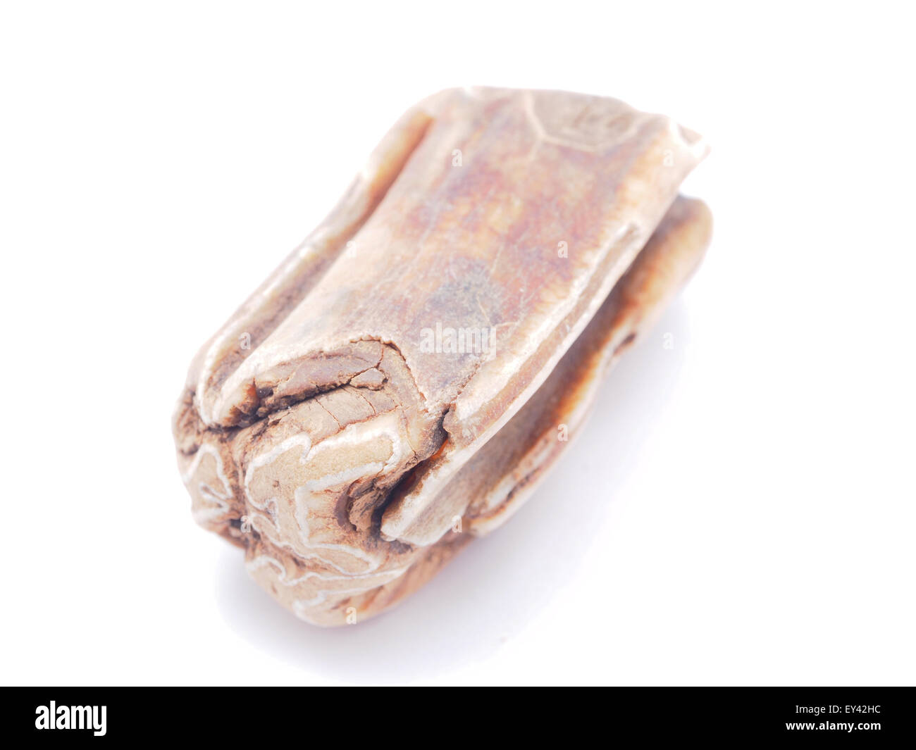 tooth of the cow on white background Stock Photo - Alamy
