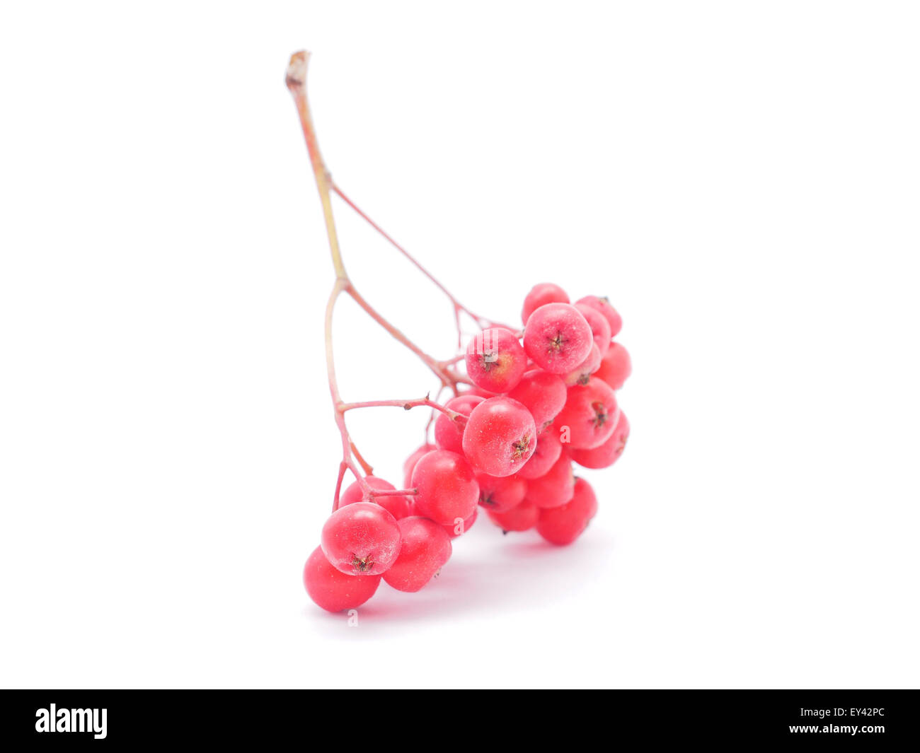 Rowan white berries hi-res stock photography and images - Alamy