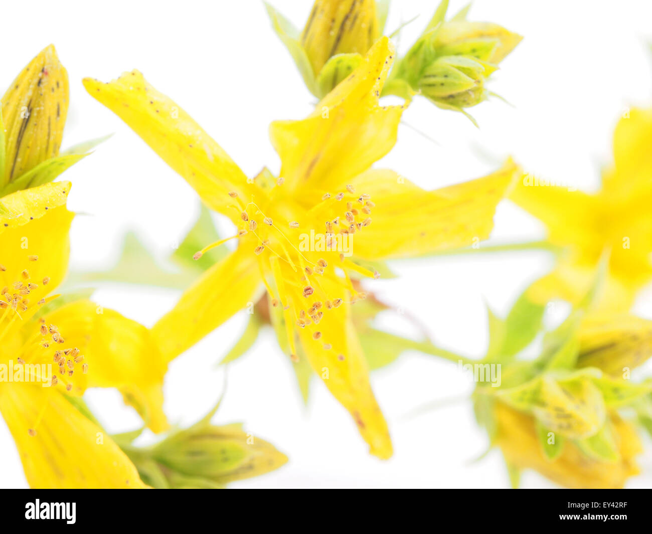 St. John's wort flowers on a white background Stock Photo - Alamy