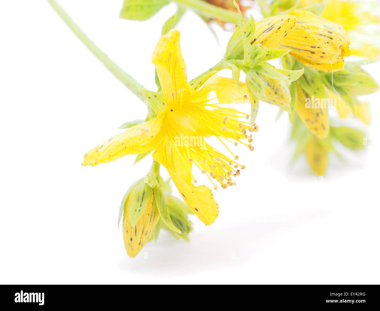 St. John's wort flowers on a white background Stock Photo - Alamy