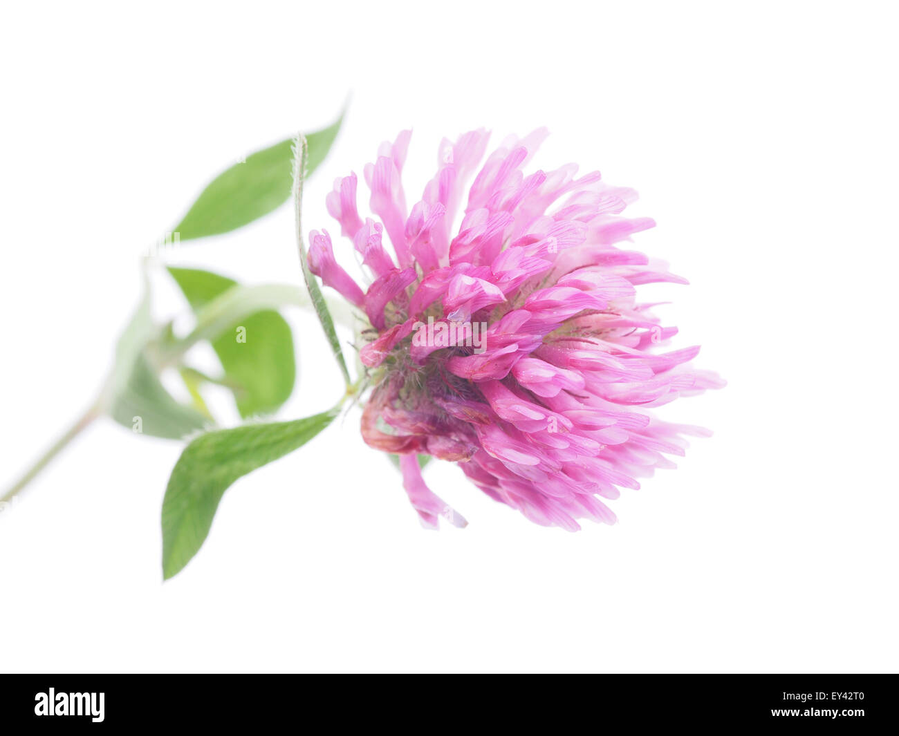 Clover flower on stem Cut Out Stock Images & Pictures - Alamy