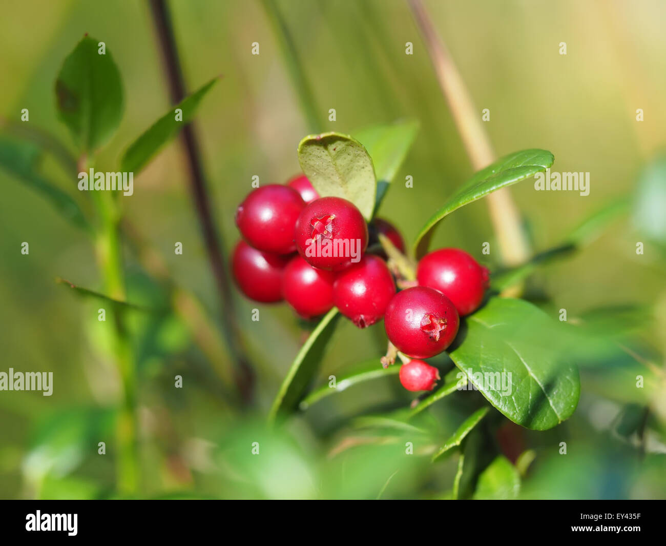 cranberries in the forest Stock Photo - Alamy