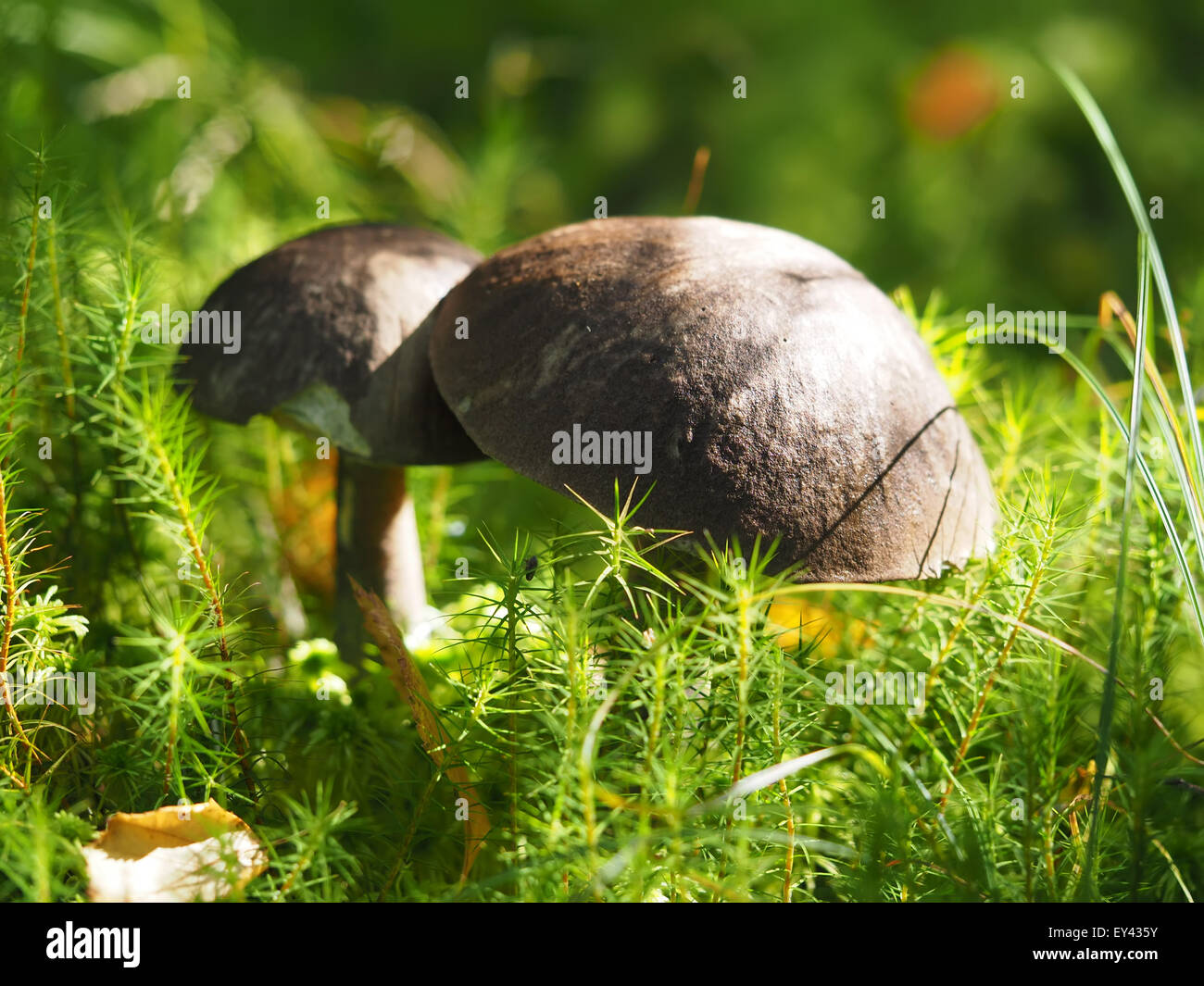 Fall mushroom in the forest Stock Photo - Alamy