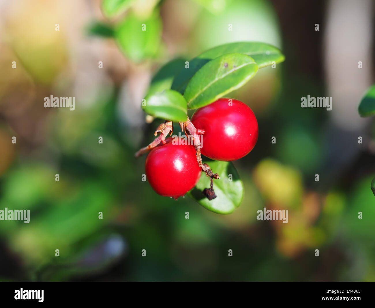 cranberries in the forest Stock Photo - Alamy