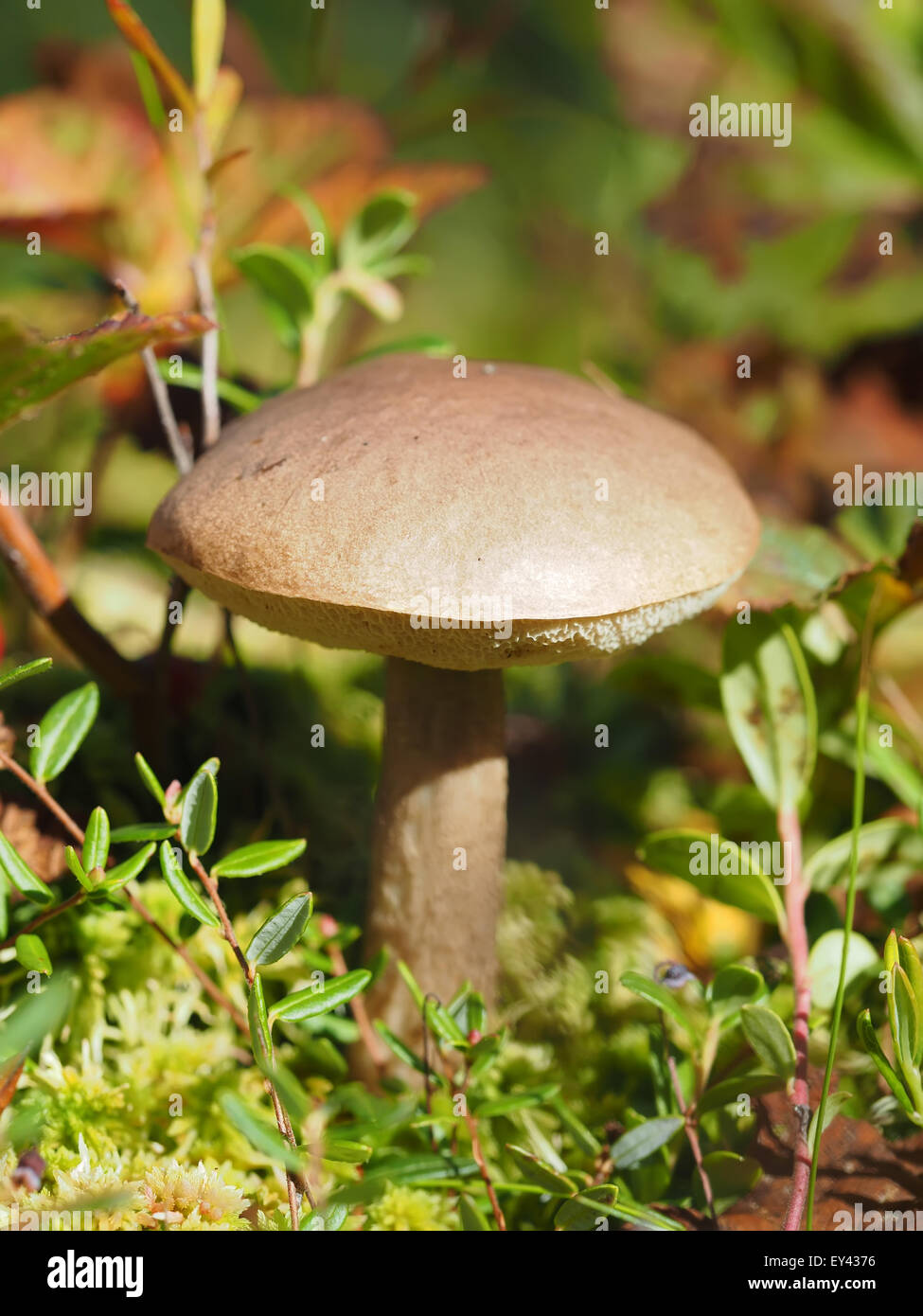 Fall mushroom in the forest Stock Photo - Alamy