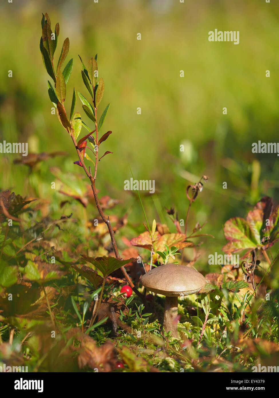 Fall mushroom in the forest Stock Photo - Alamy