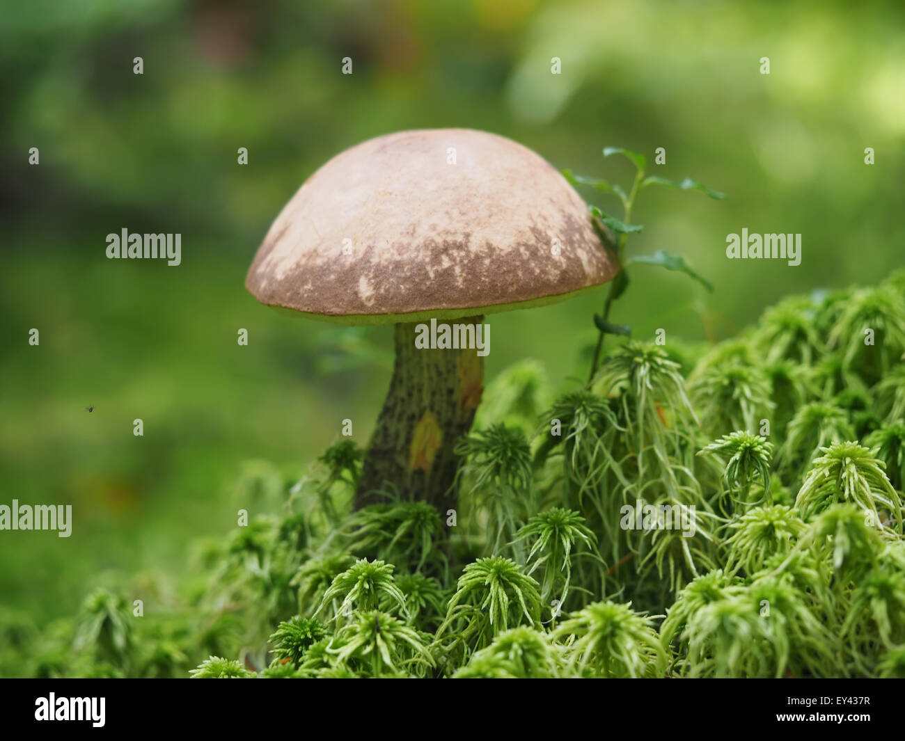 Fall mushroom in the forest Stock Photo - Alamy