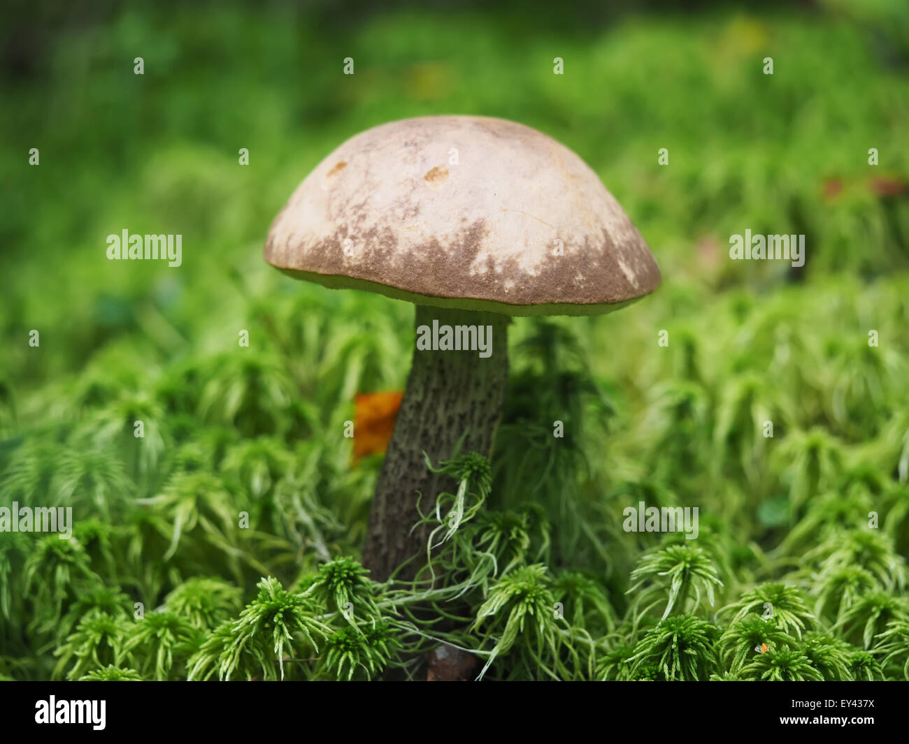 Fall mushroom in the forest Stock Photo - Alamy