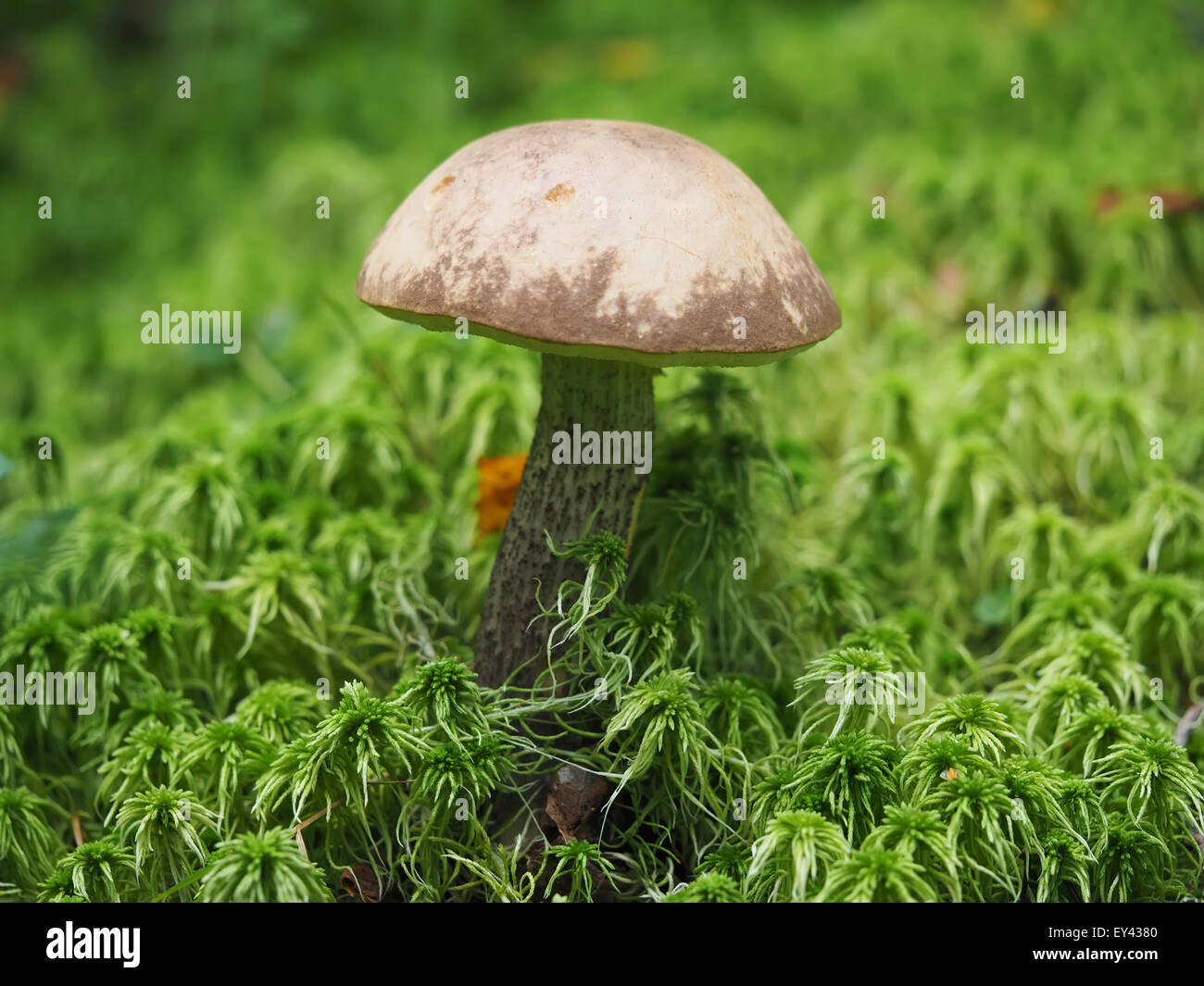 Fall mushroom in the forest Stock Photo - Alamy