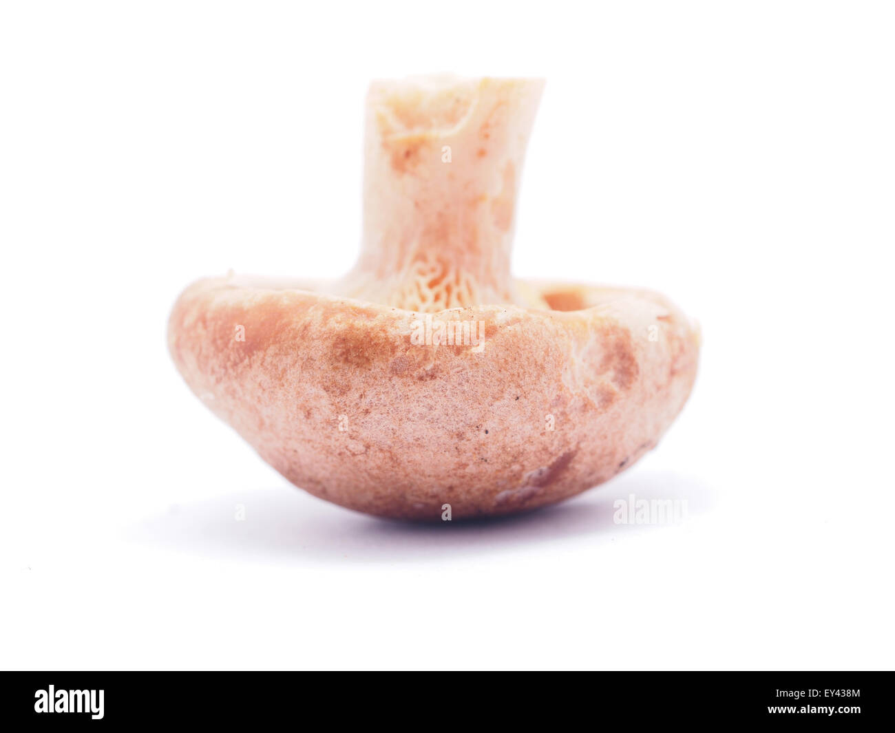 White mushroom caps on Cut Out Stock Images & Pictures - Alamy