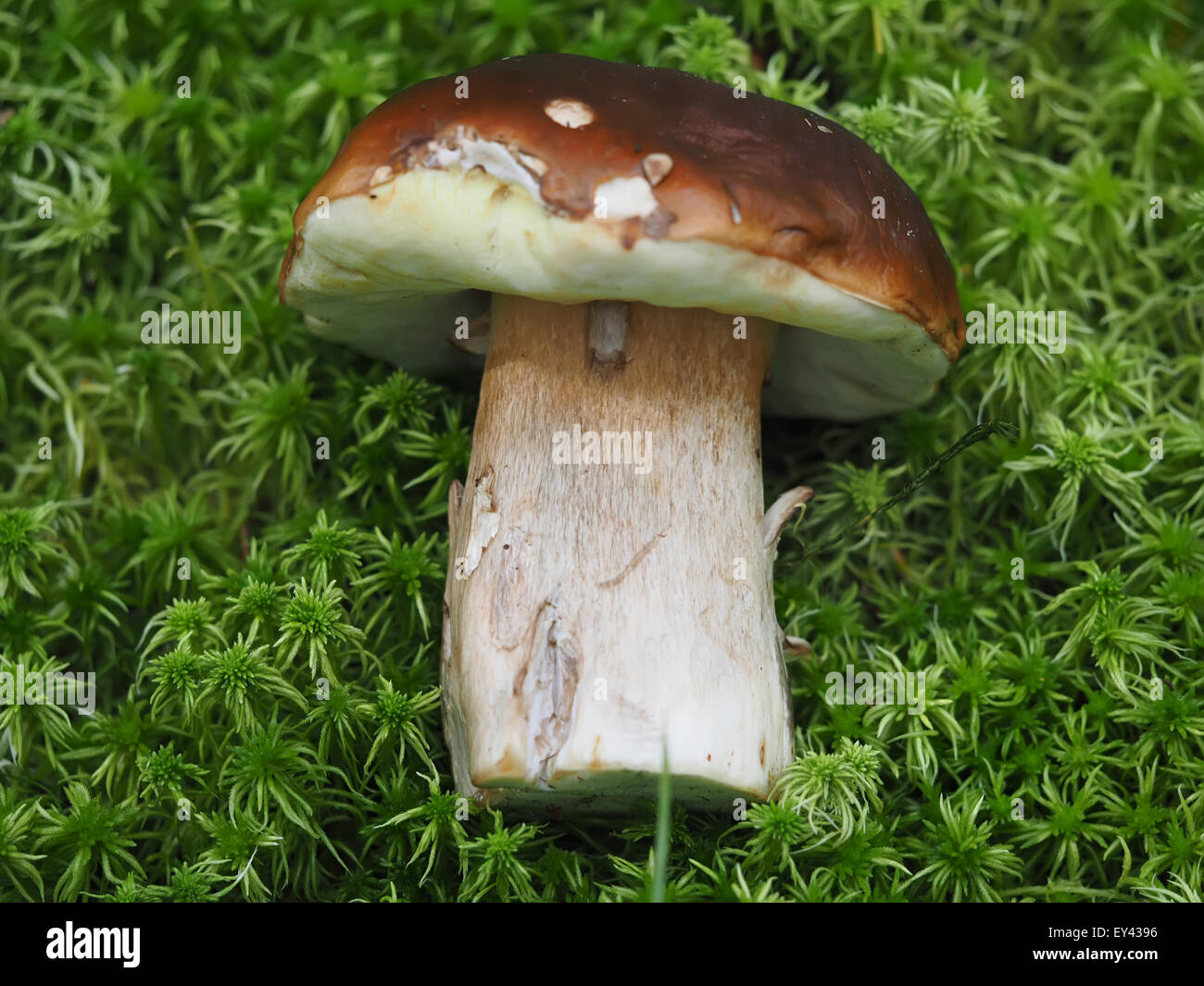 Fall mushroom in the forest Stock Photo - Alamy