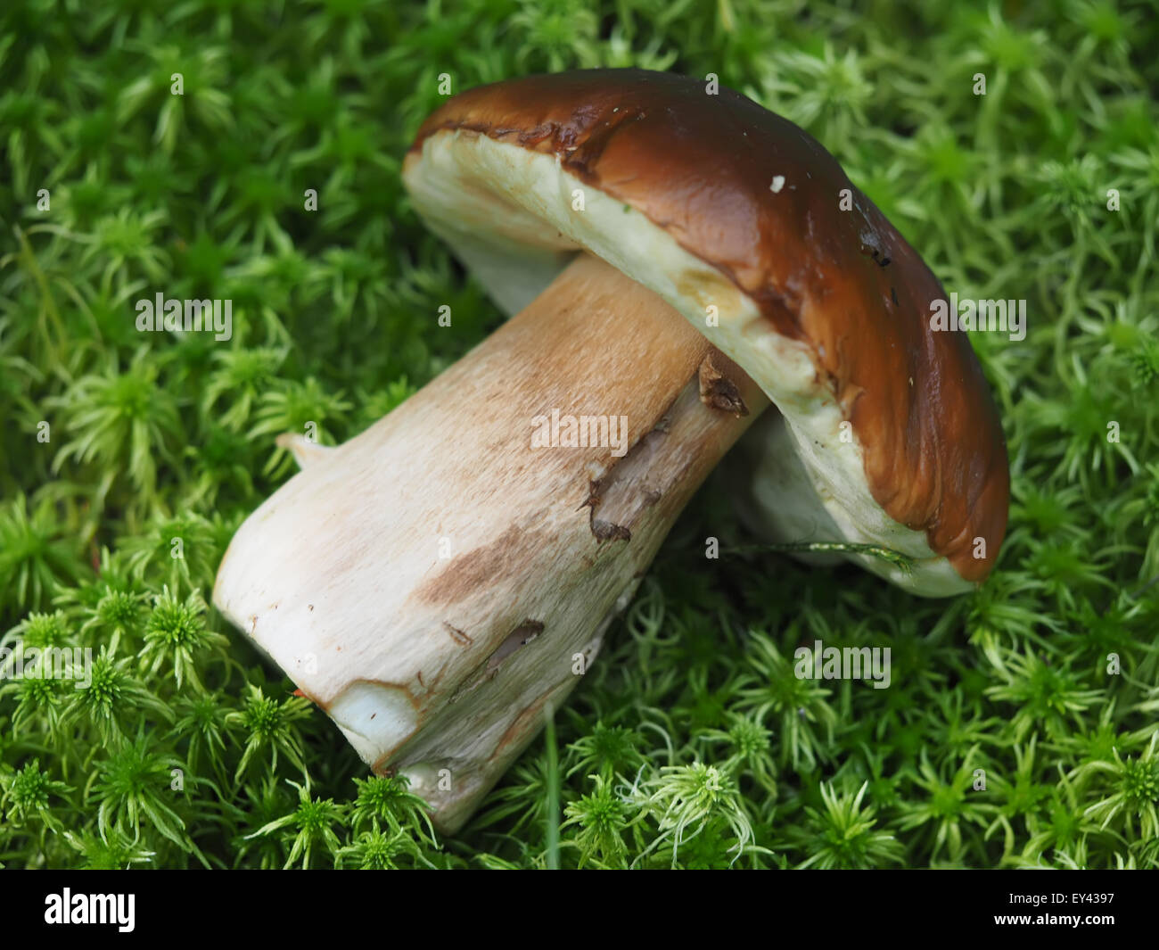 Fall mushroom in the forest Stock Photo - Alamy