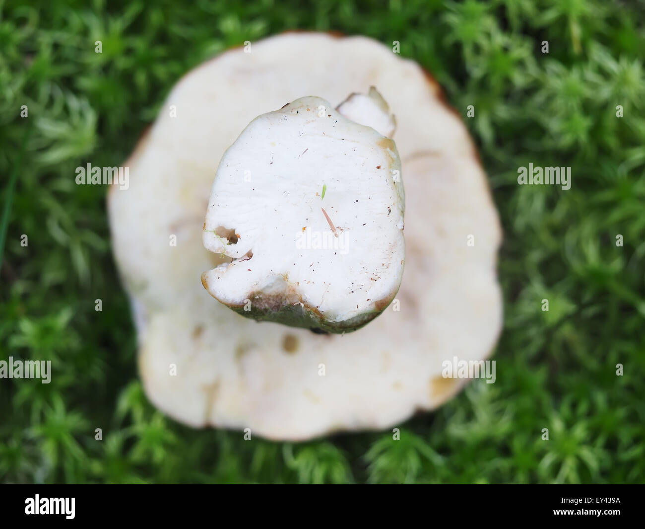 Fall mushroom in the forest Stock Photo - Alamy