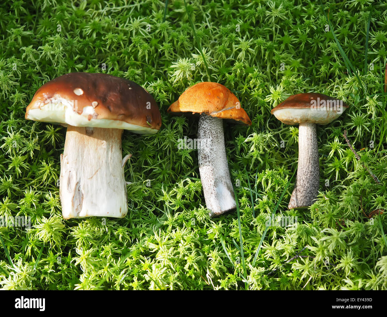 Fall mushroom in the forest Stock Photo - Alamy
