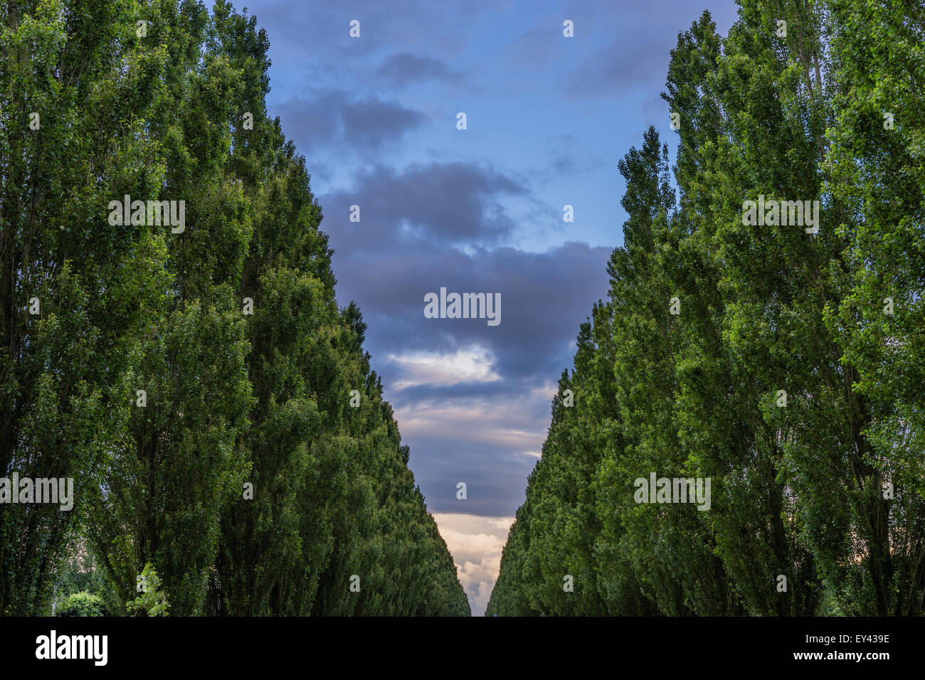 Trees aligned in park Stock Photo - Alamy