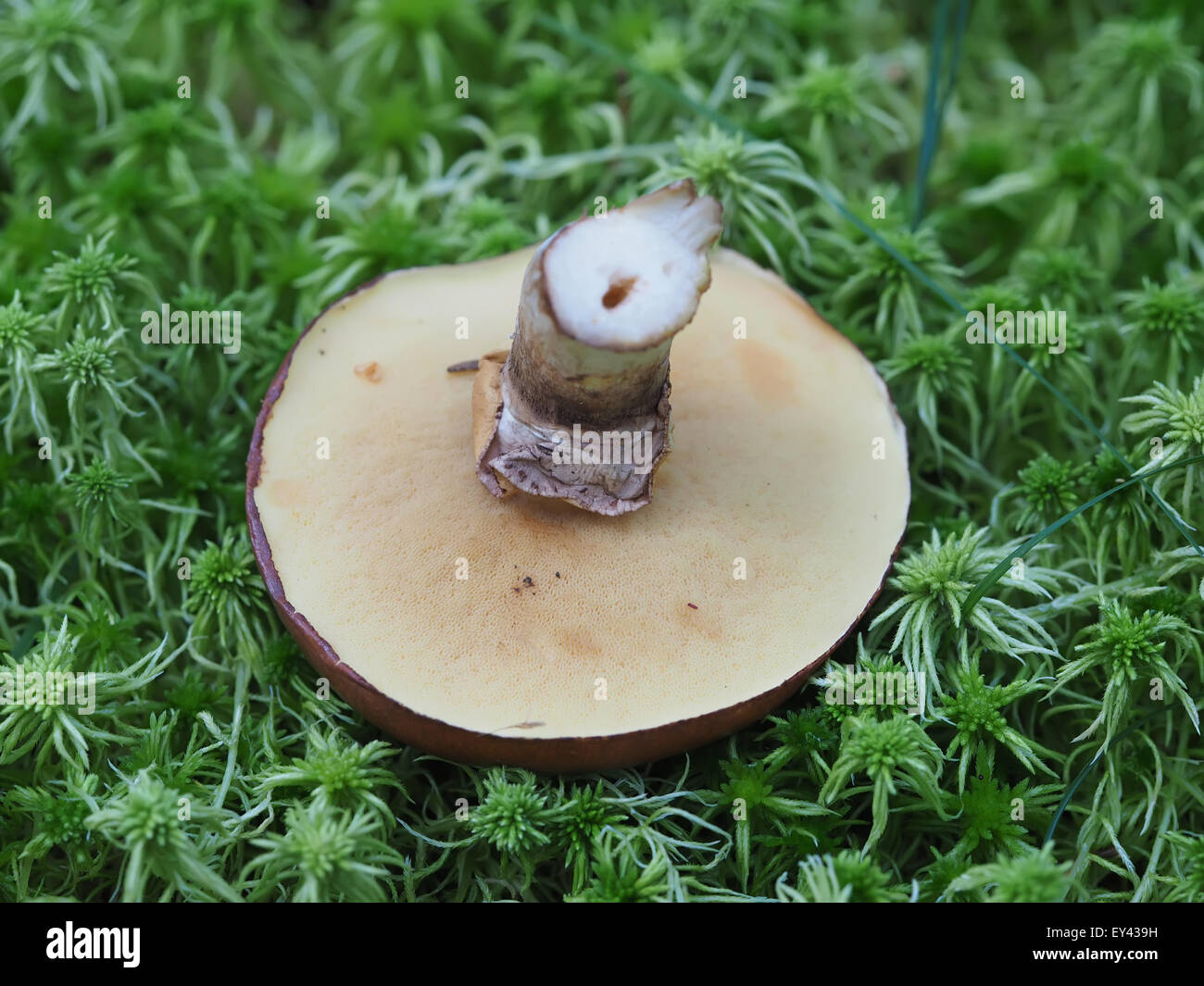 Fall mushroom in the forest Stock Photo - Alamy
