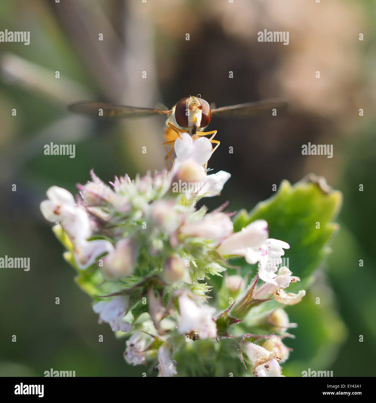 hoverfly in forest Stock Photo - Alamy