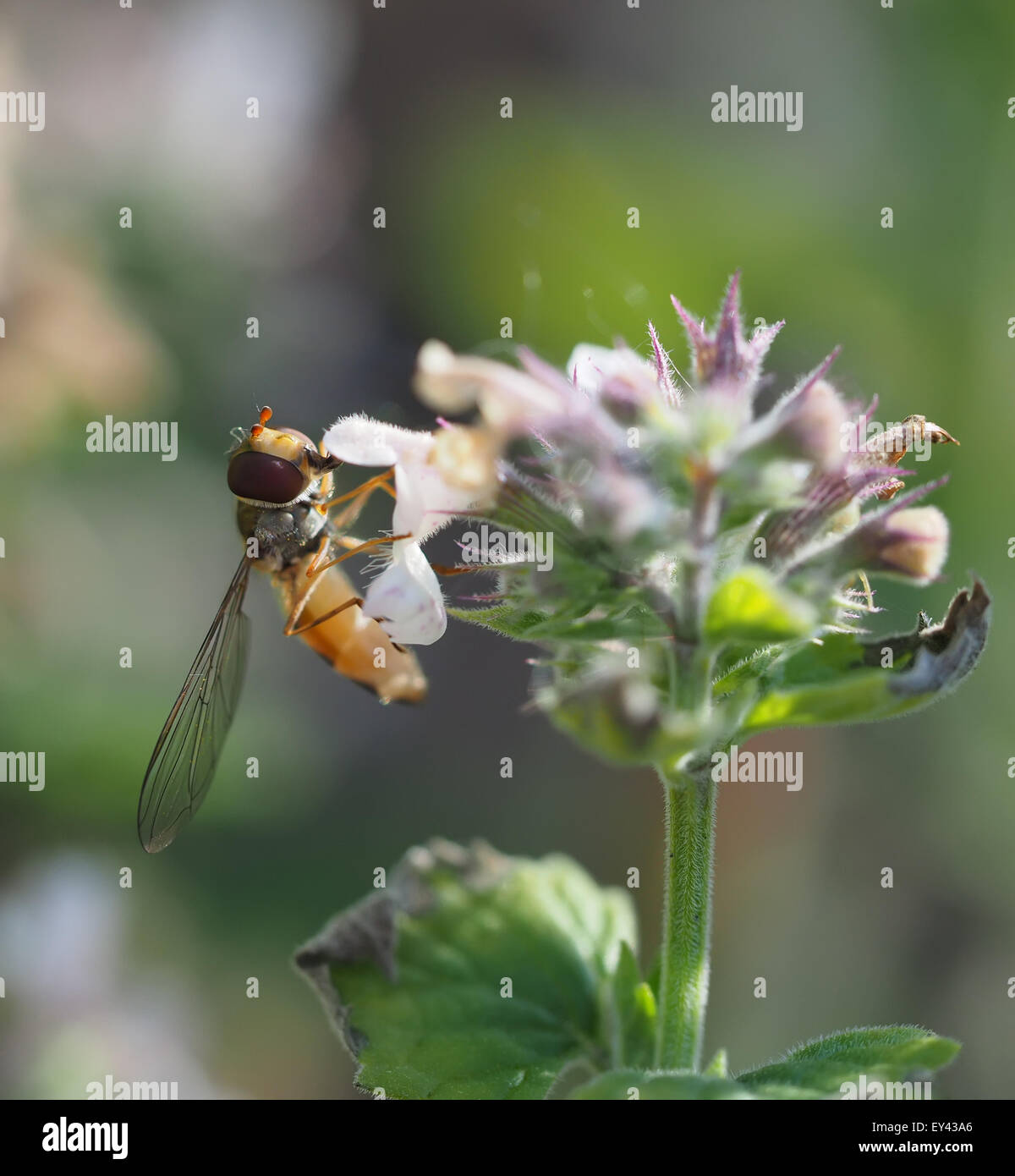 hoverfly in forest Stock Photo - Alamy