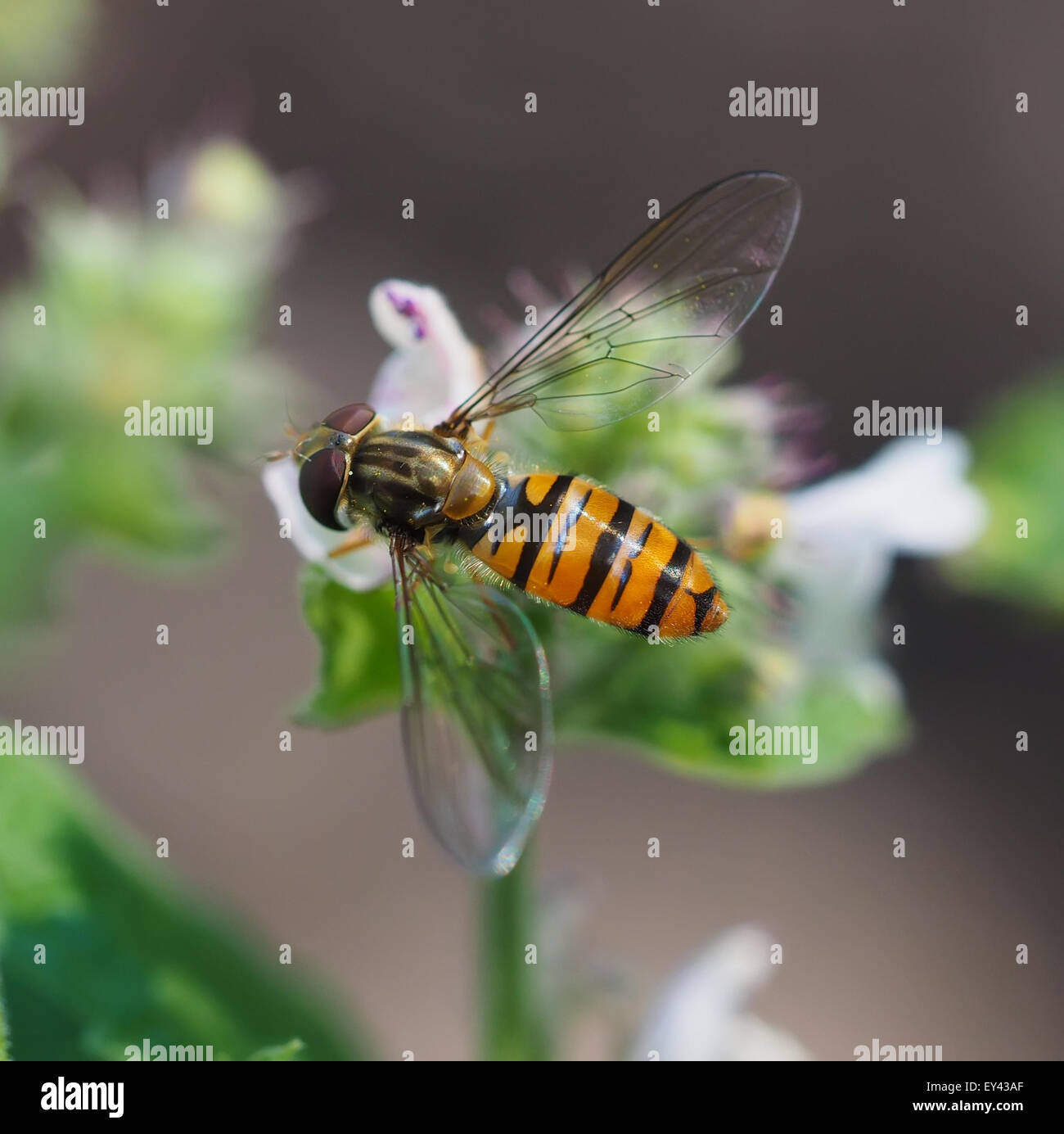 hoverfly in forest Stock Photo - Alamy