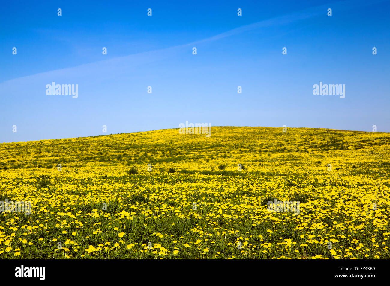 Dandelions life cycle hi-res stock photography and images - Alamy