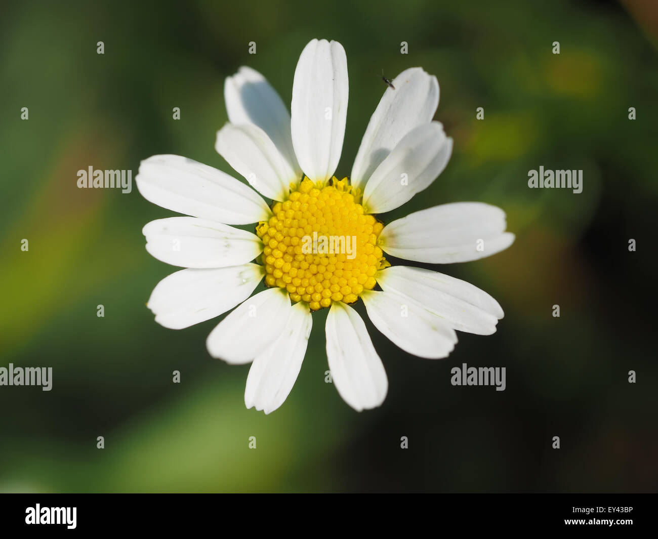 Daisy in the woods Stock Photo - Alamy