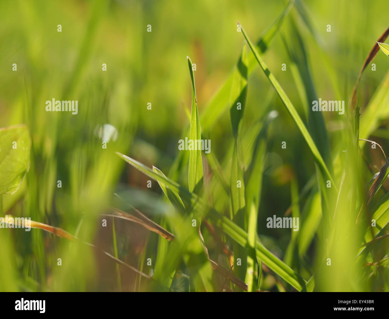Thick damp grass hi-res stock photography and images - Alamy