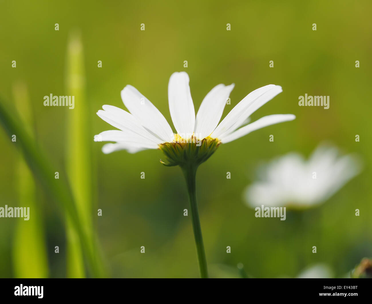 Daisy in the woods Stock Photo - Alamy