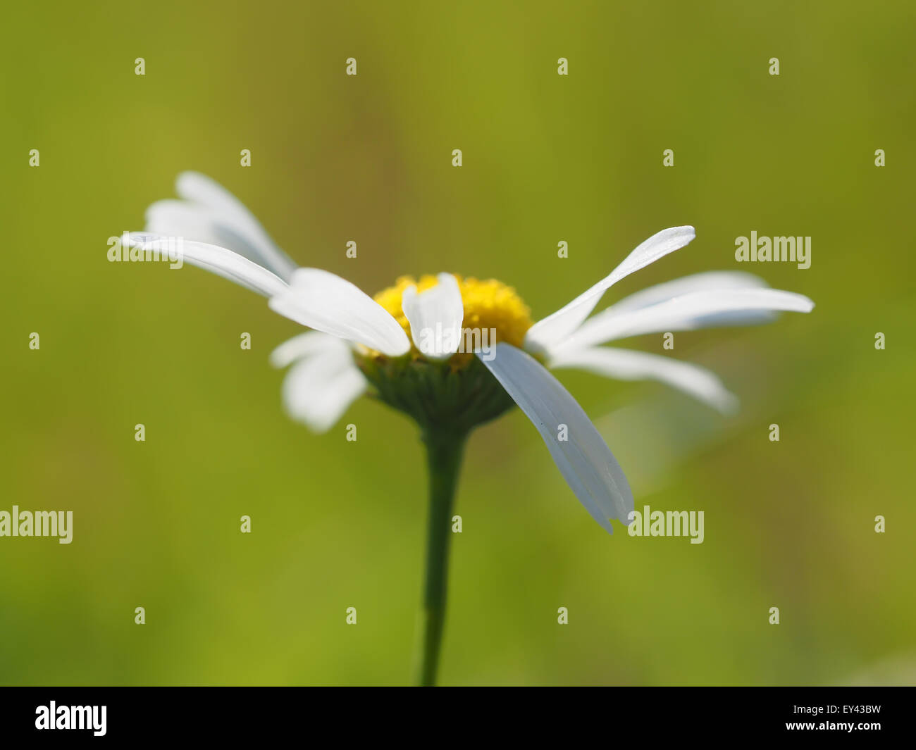 Daisy in the woods Stock Photo - Alamy