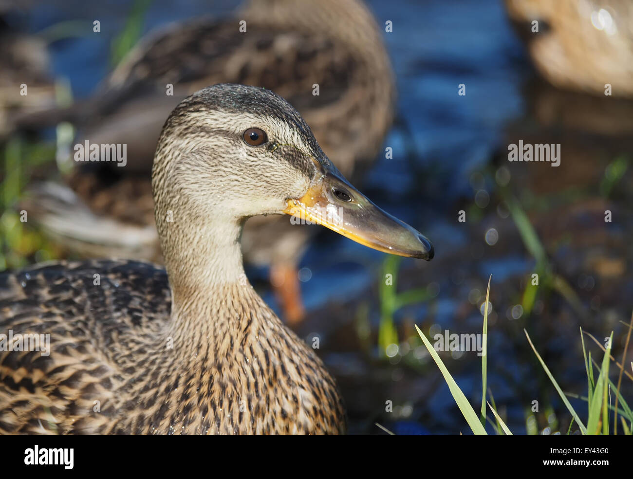portrait of a duck closeup Stock Photo - Alamy