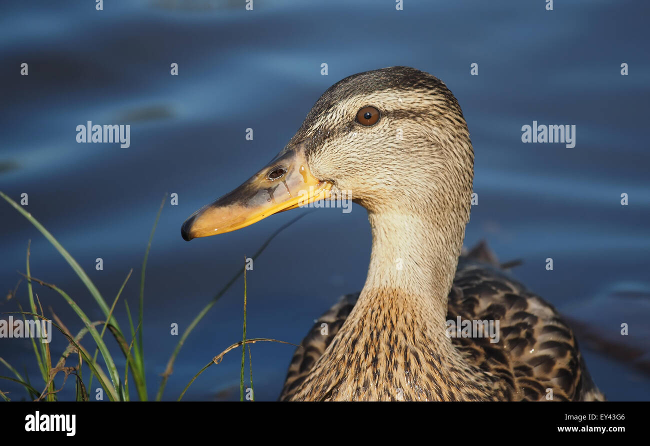 portrait of a duck closeup Stock Photo - Alamy