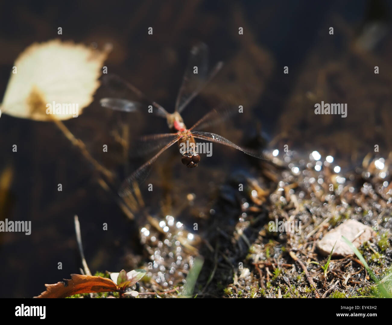 dragonflies mate in flight Stock Photo - Alamy