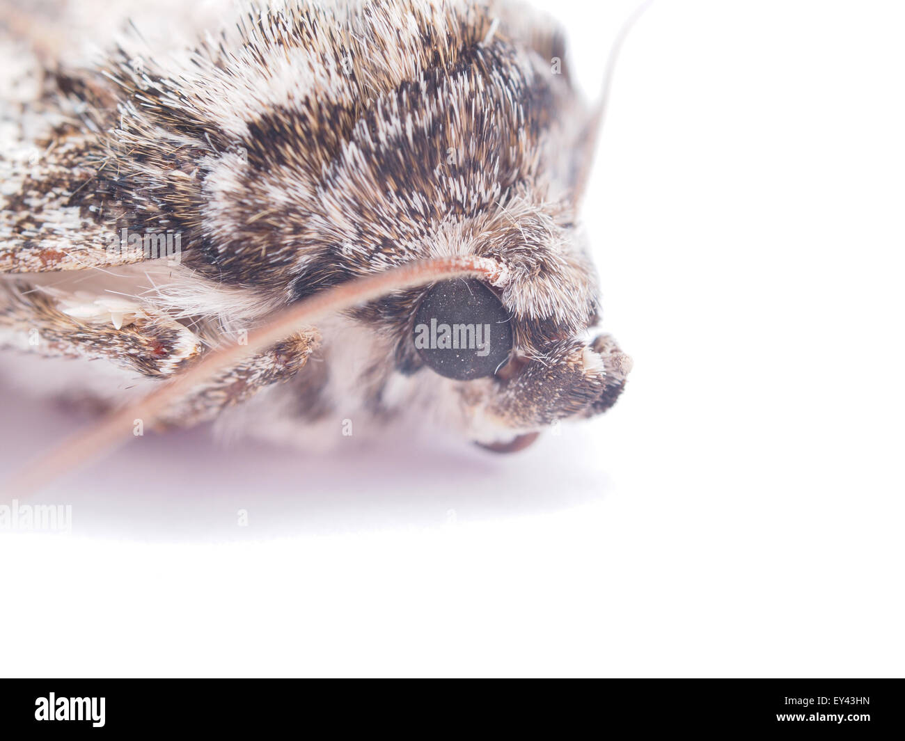 hawk moth on a white background Stock Photo - Alamy