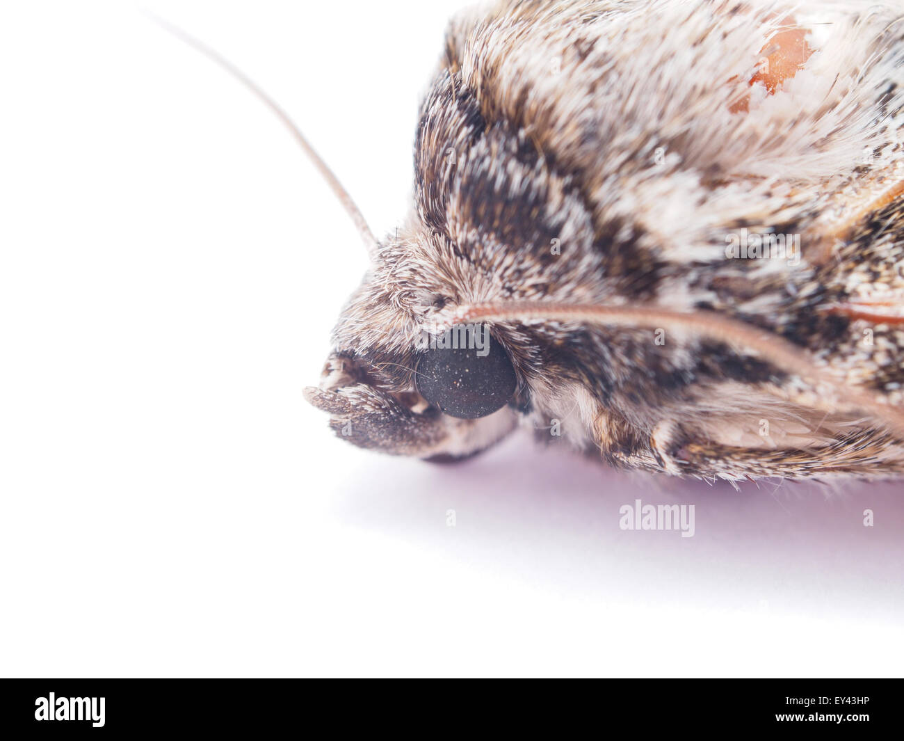 hawk moth on a white background Stock Photo - Alamy