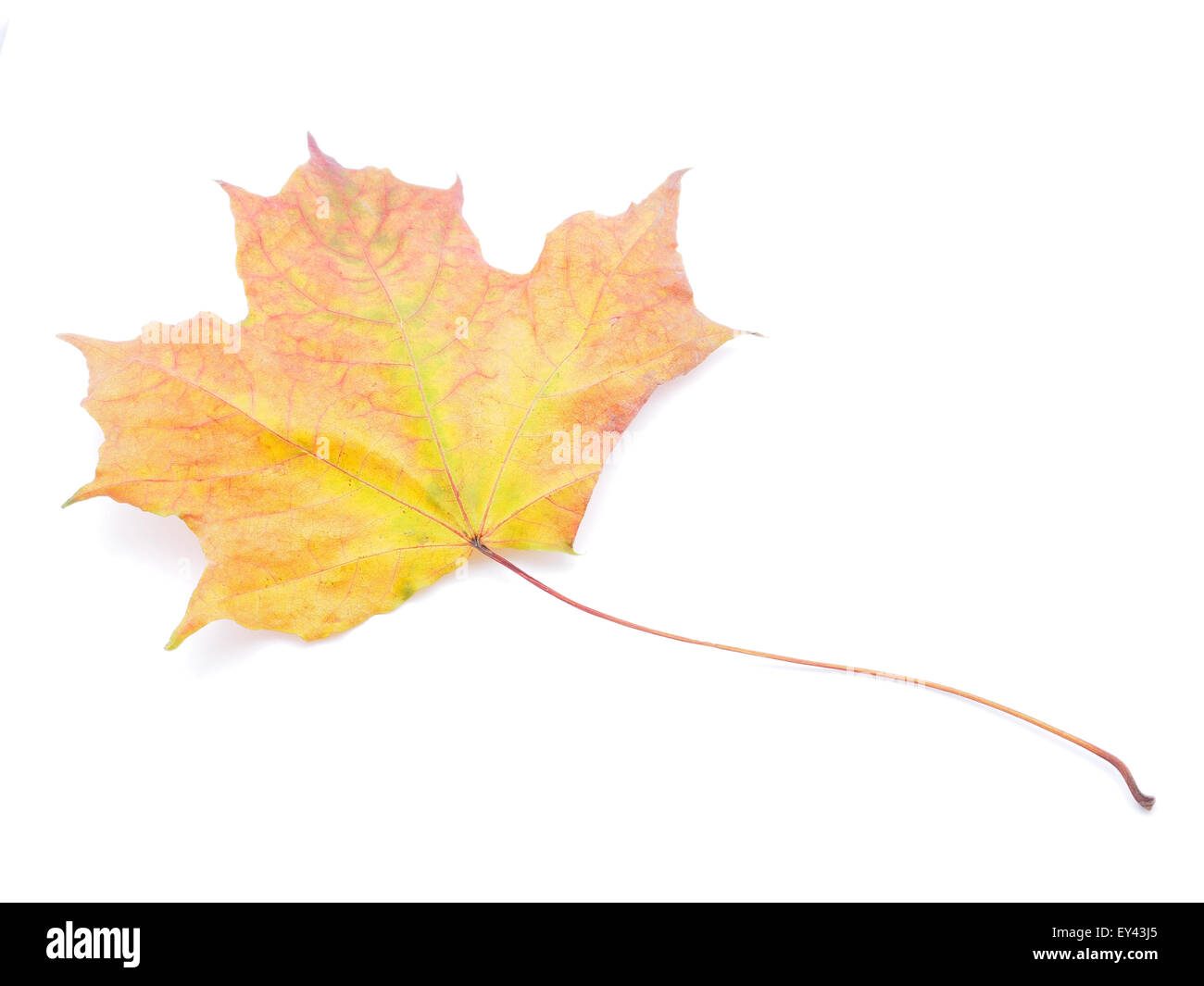 dry maple leaf on a white background Stock Photo - Alamy