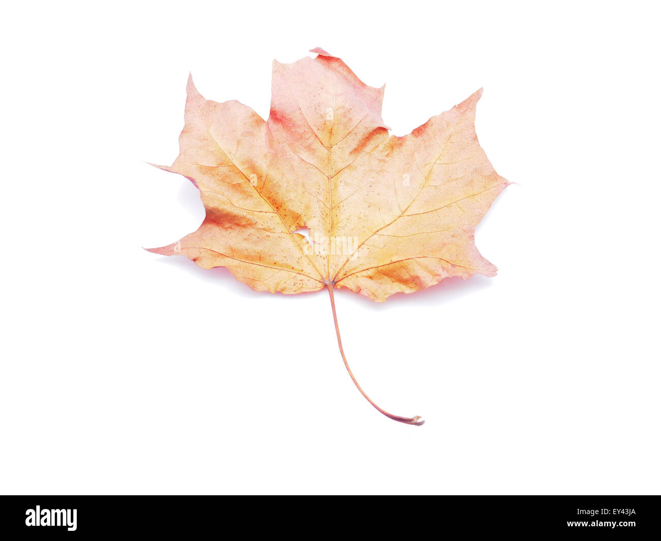 dry maple leaf on a white background Stock Photo - Alamy
